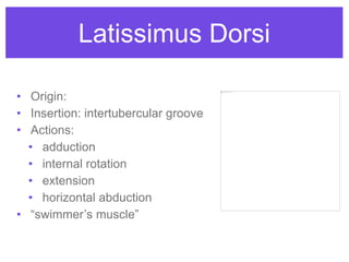 Shoulder-muscles.ppt