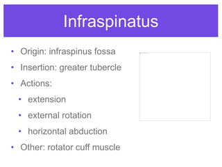 Shoulder-muscles.ppt