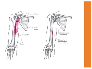 Shoulder-muscles.ppt