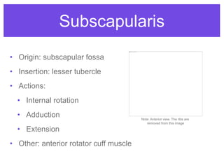 Shoulder-muscles.ppt