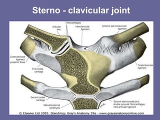 shoulderanatomy-160501022628.pptx