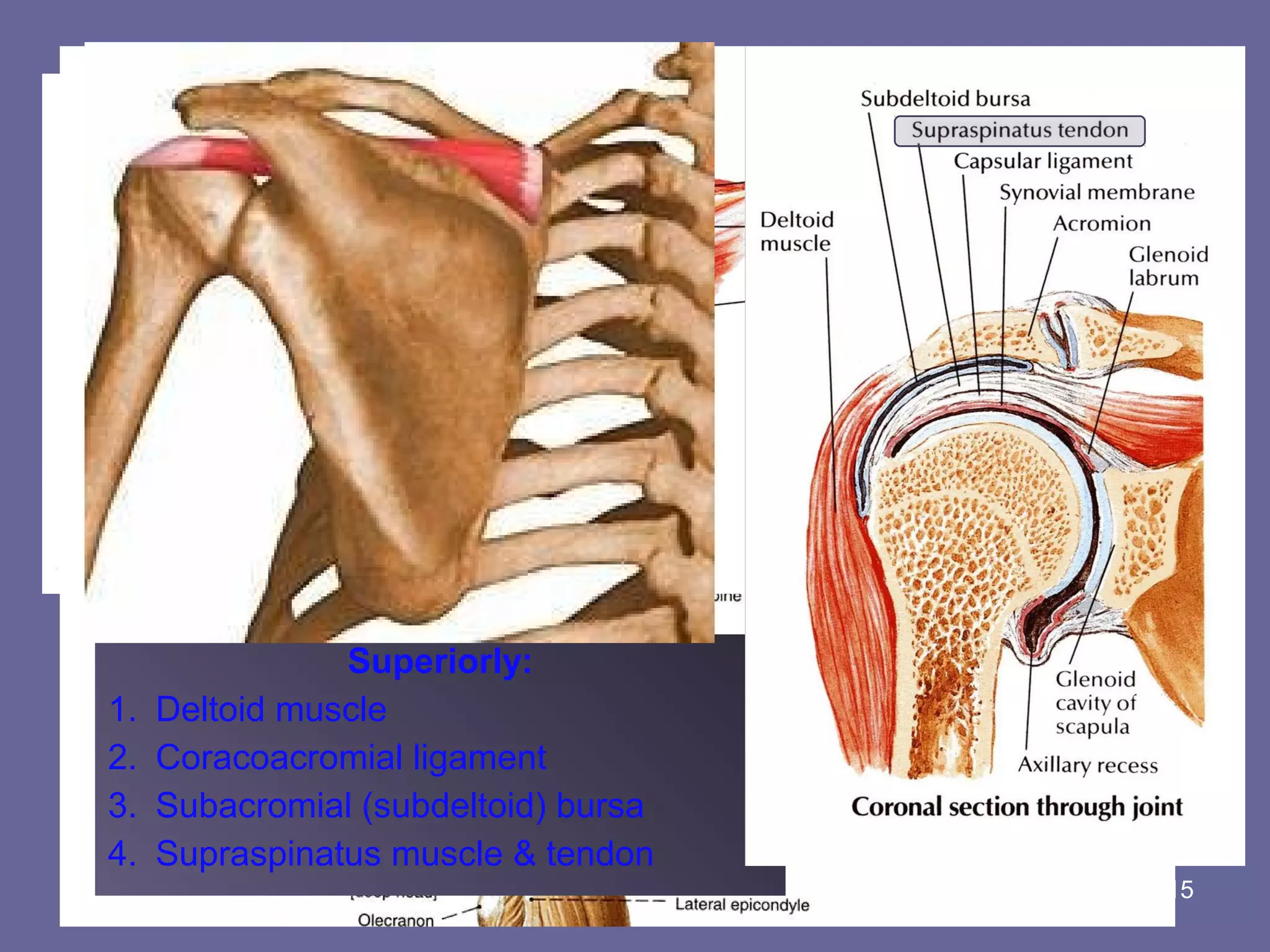 Shoulder anatomy | PPT