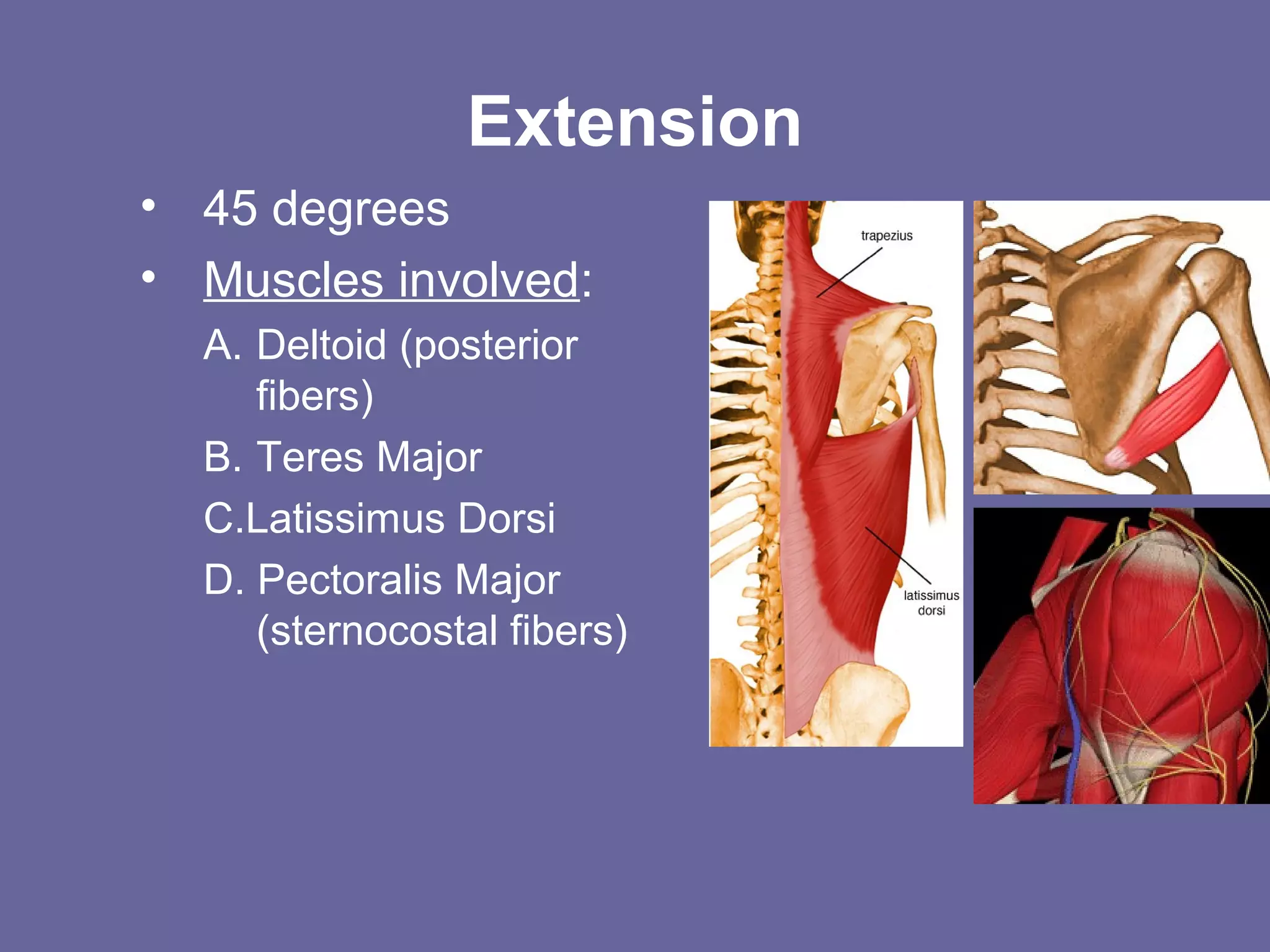 Shoulder anatomy | PPT