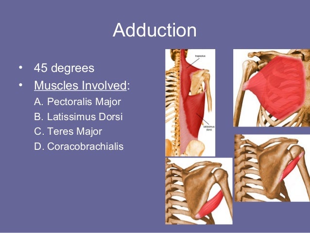 Shoulder anatomy