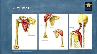 Shoulder anatomy | PDF