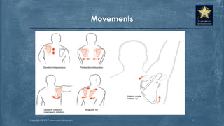Shoulder anatomy | PDF