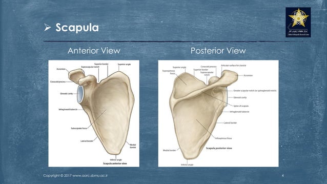 Shoulder anatomy | PDF