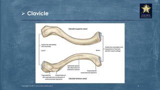 Shoulder anatomy | PDF