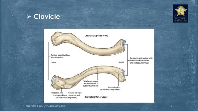 Shoulder anatomy | PDF