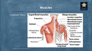 Shoulder anatomy | PDF