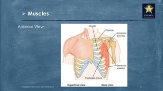 Shoulder anatomy | PDF