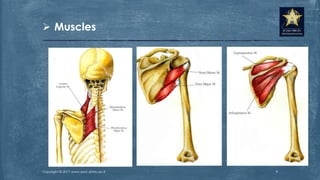 Shoulder anatomy | PDF