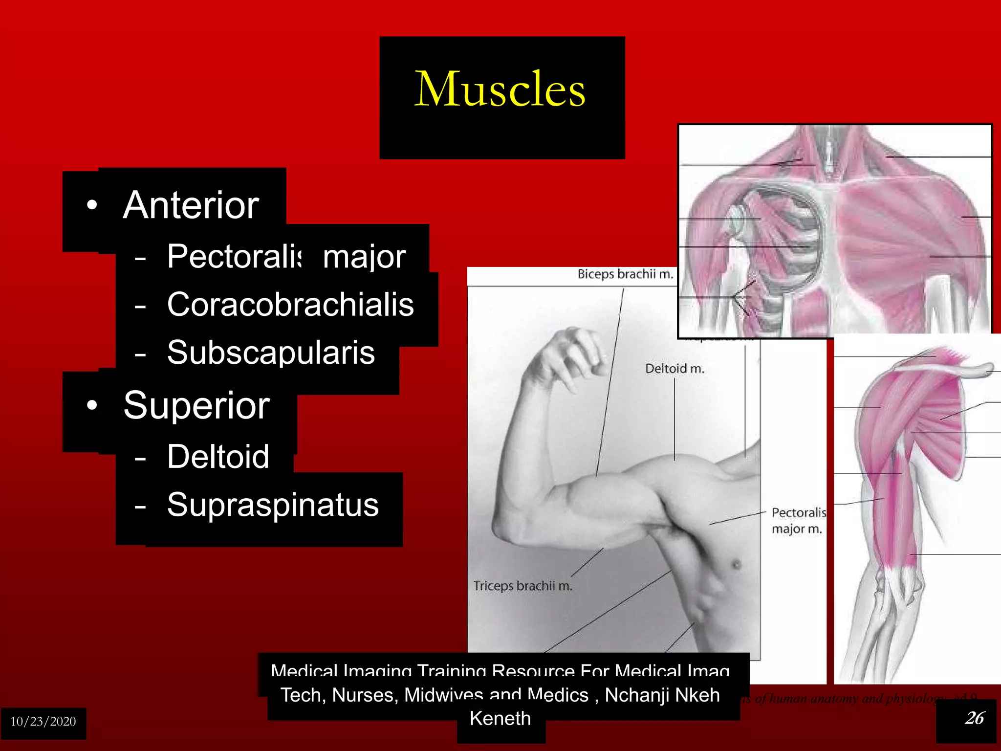 Shoulder anatomy . radiology training resource nchanaji nkeh keneth | PDF