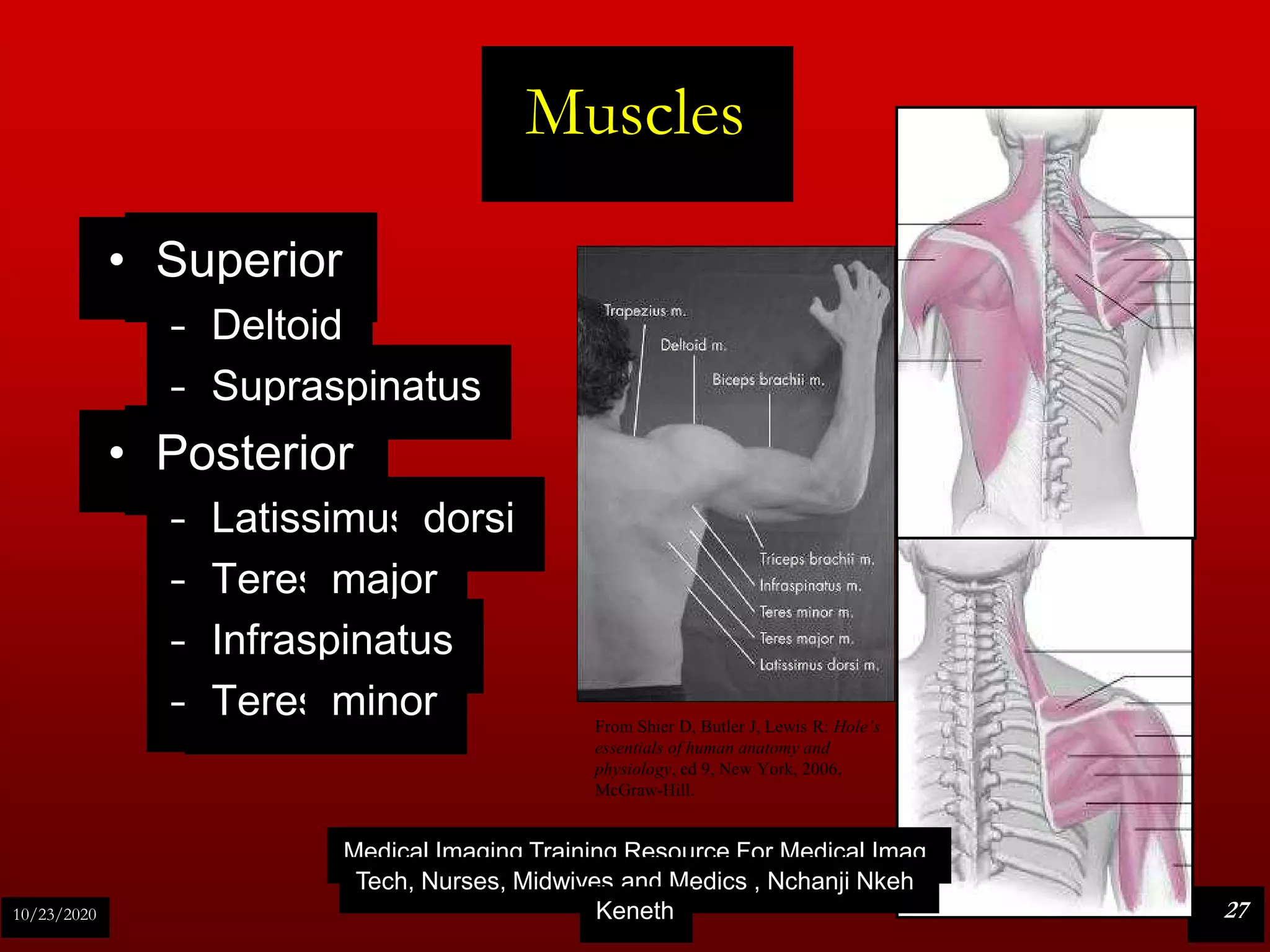 Shoulder anatomy . radiology training resource nchanaji nkeh keneth | PDF