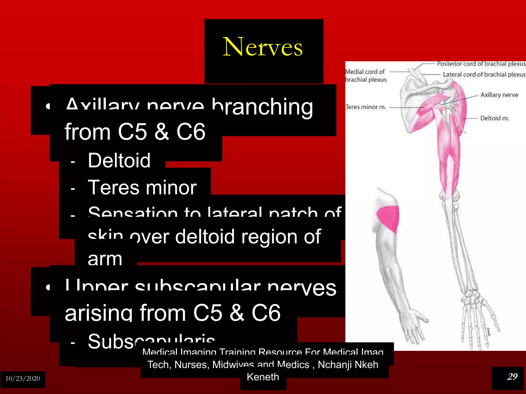Shoulder anatomy . radiology training resource nchanaji nkeh keneth | PDF