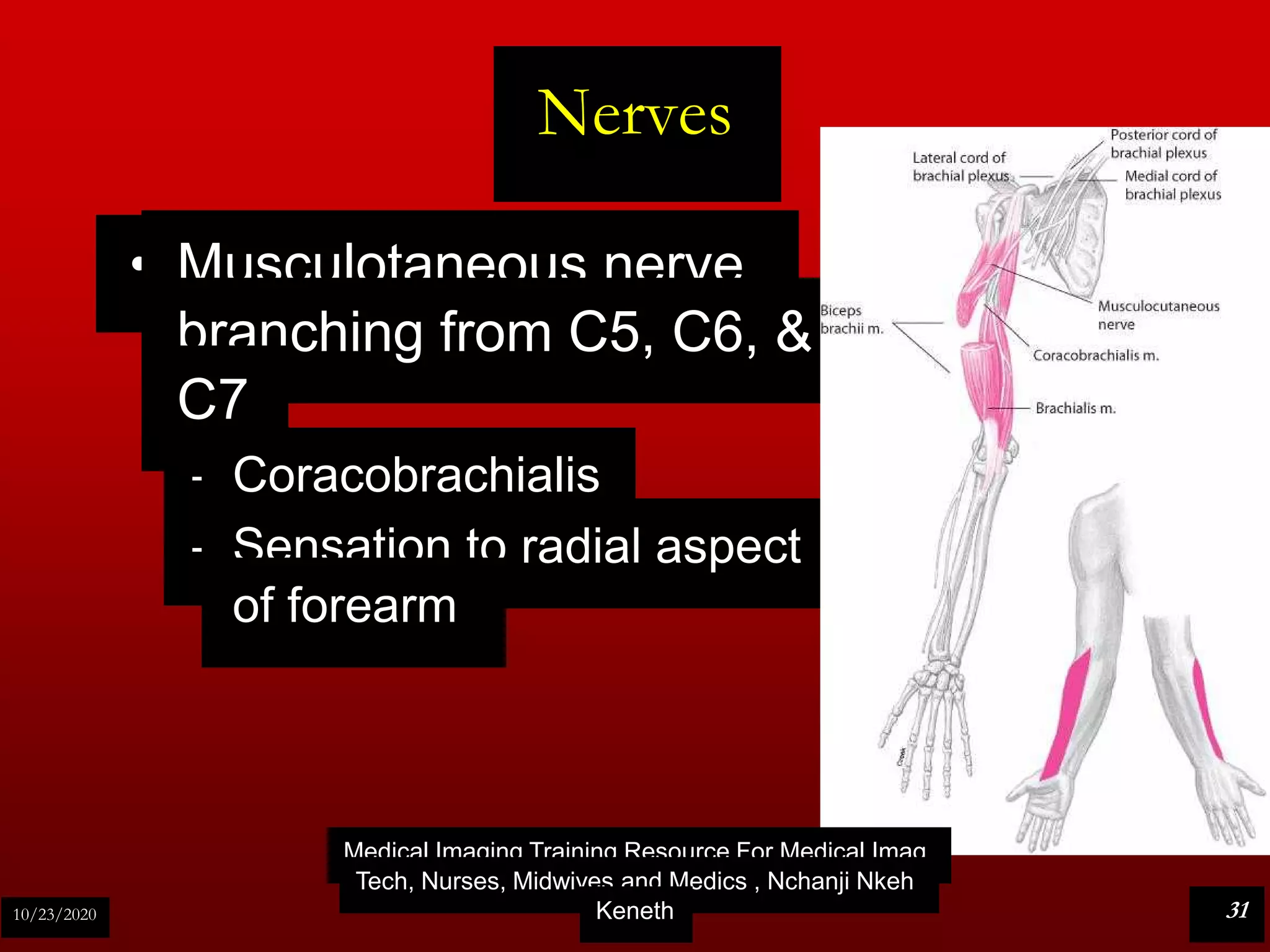 Shoulder anatomy . radiology training resource nchanaji nkeh keneth | PDF