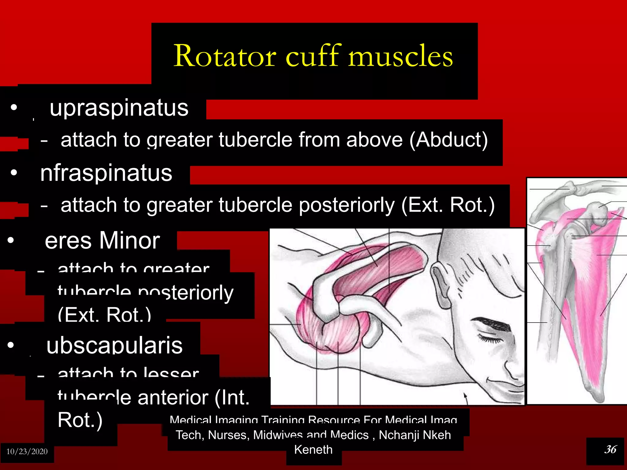 Shoulder anatomy . radiology training resource nchanaji nkeh keneth | PDF