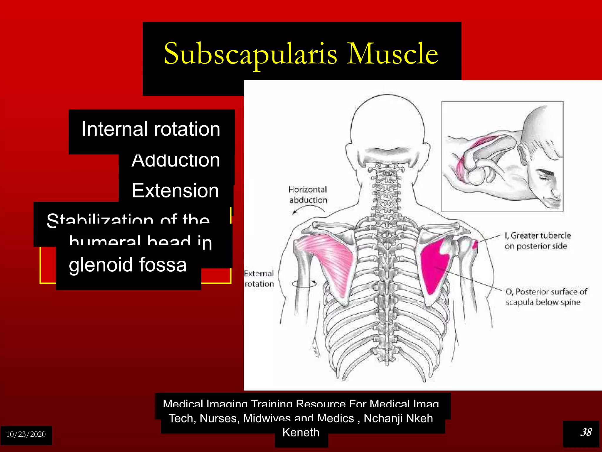 Shoulder anatomy . radiology training resource nchanaji nkeh keneth | PDF