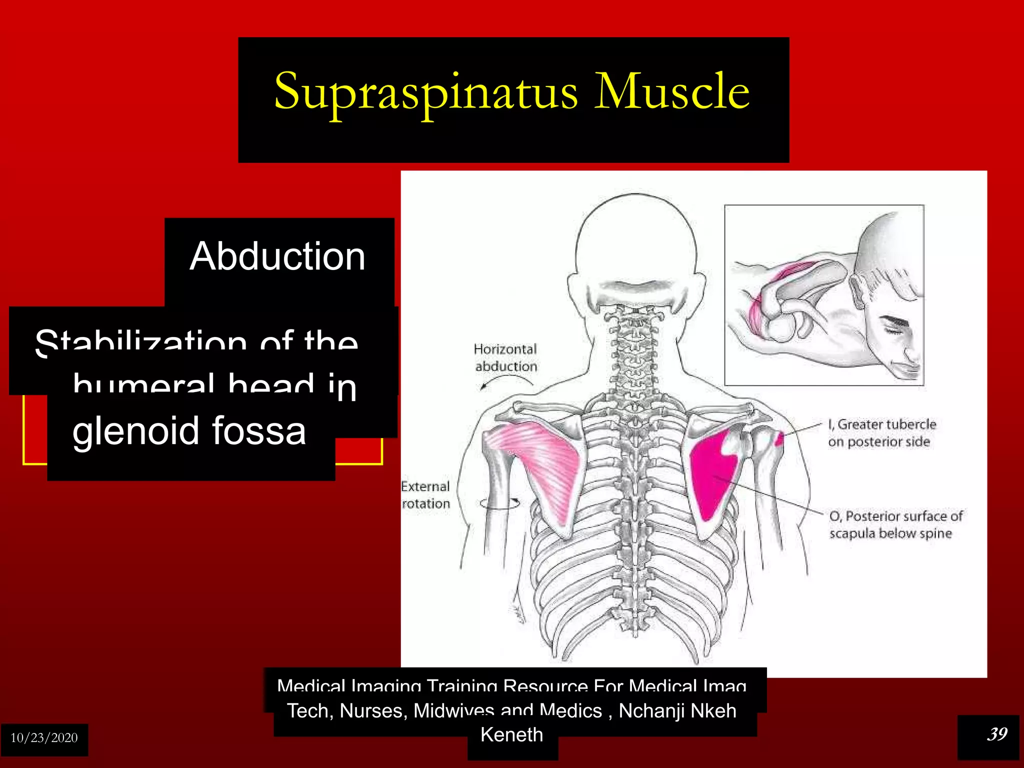 Shoulder anatomy . radiology training resource nchanaji nkeh keneth | PDF