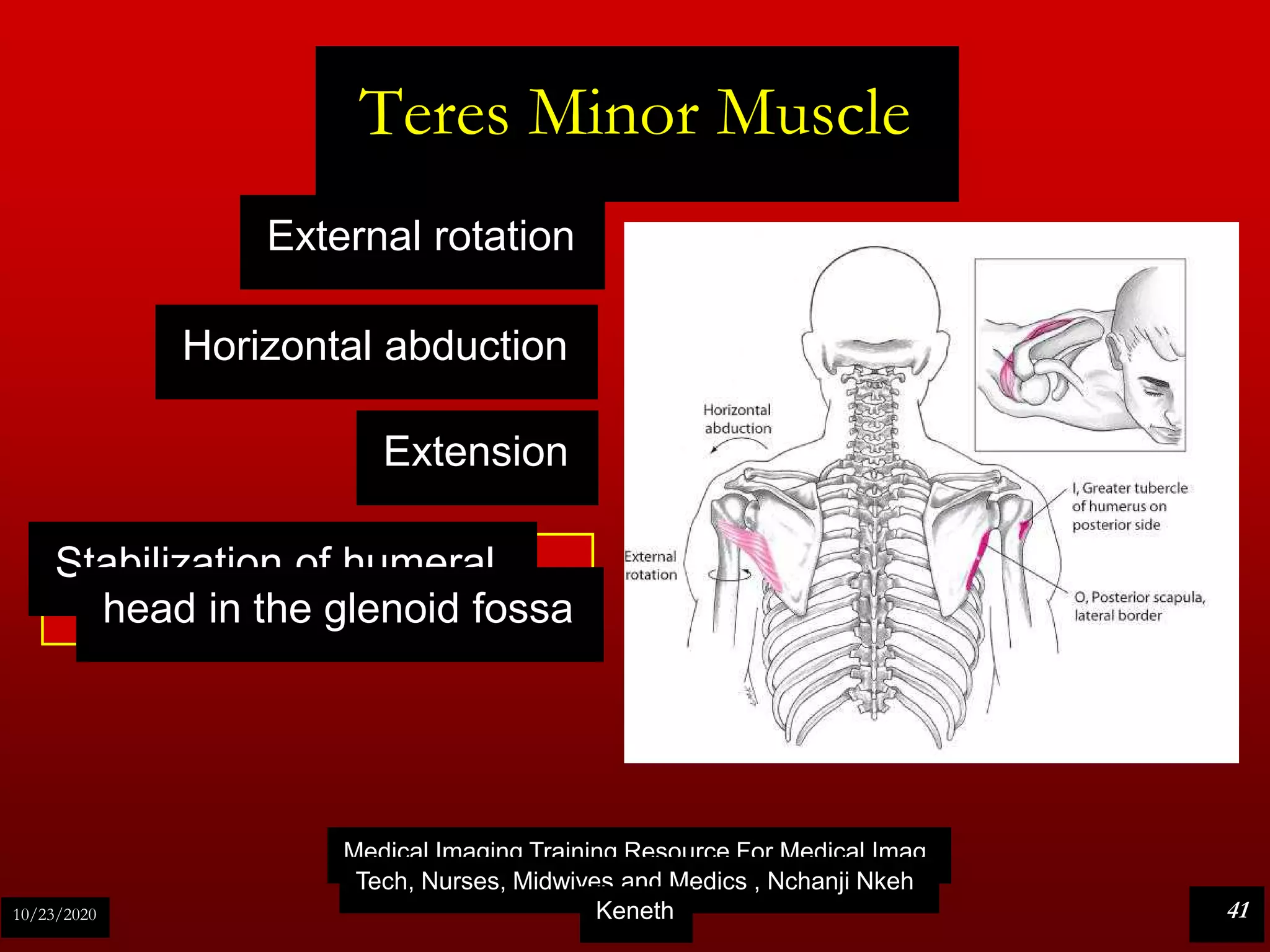Shoulder anatomy . radiology training resource nchanaji nkeh keneth | PDF