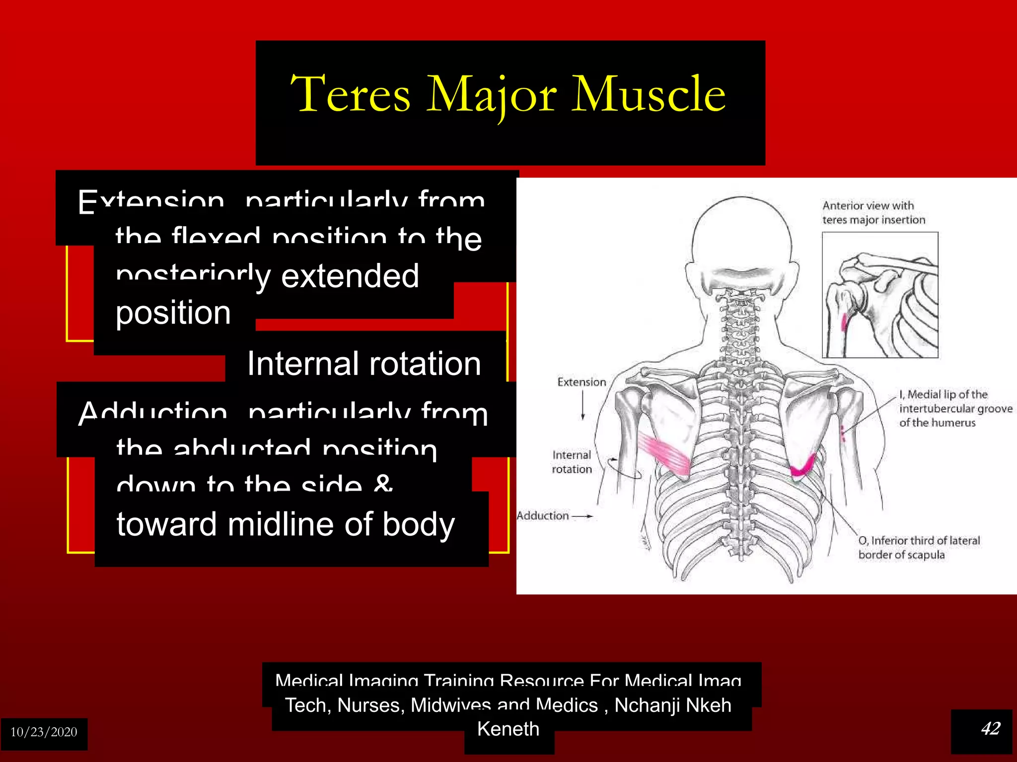Shoulder anatomy . radiology training resource nchanaji nkeh keneth | PDF