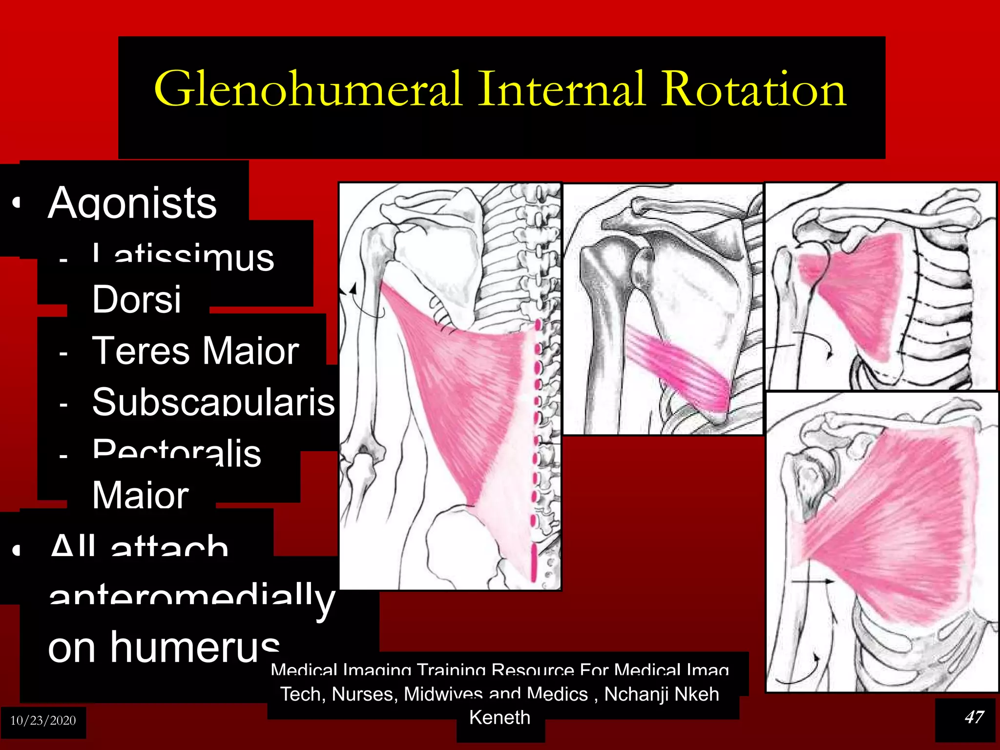 Shoulder anatomy . radiology training resource nchanaji nkeh keneth | PDF