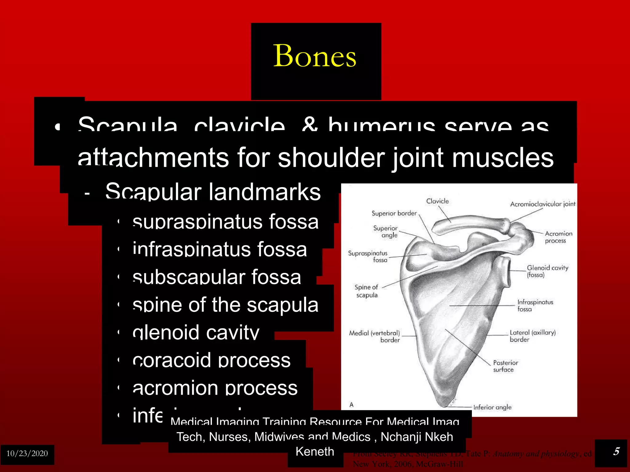 Shoulder anatomy . radiology training resource nchanaji nkeh keneth | PDF