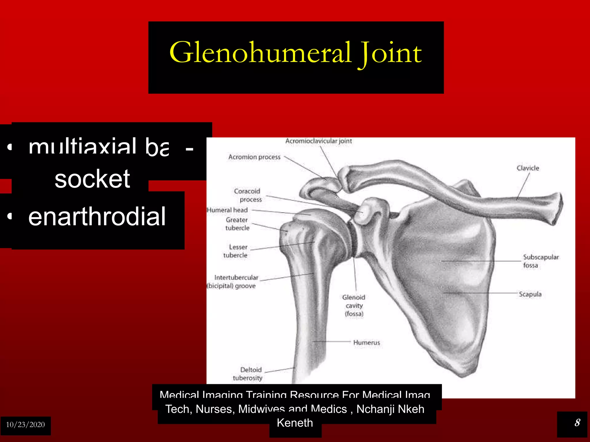 Shoulder anatomy . radiology training resource nchanaji nkeh keneth | PDF