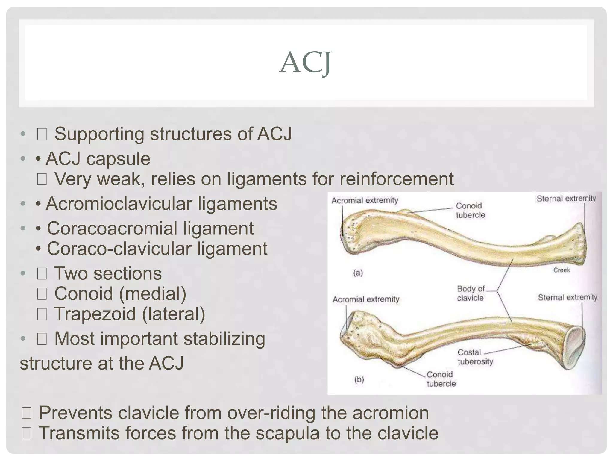 Shoulder anatomy | PPTX