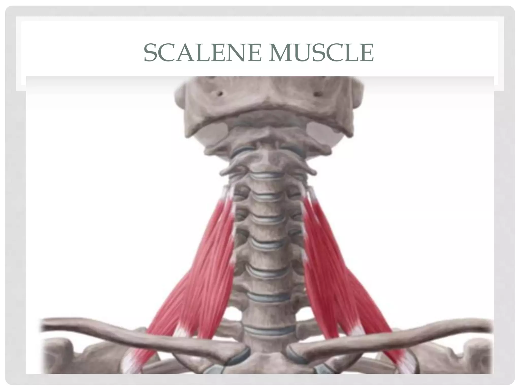 Shoulder anatomy | PPT