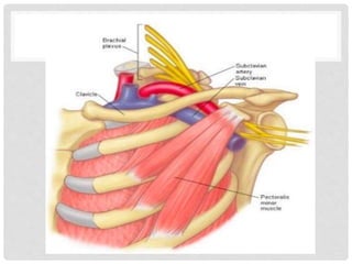 Shoulder anatomy | PPTX