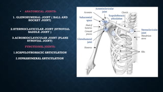 SHOULDER ANATOMY for medical students og | PPTX
