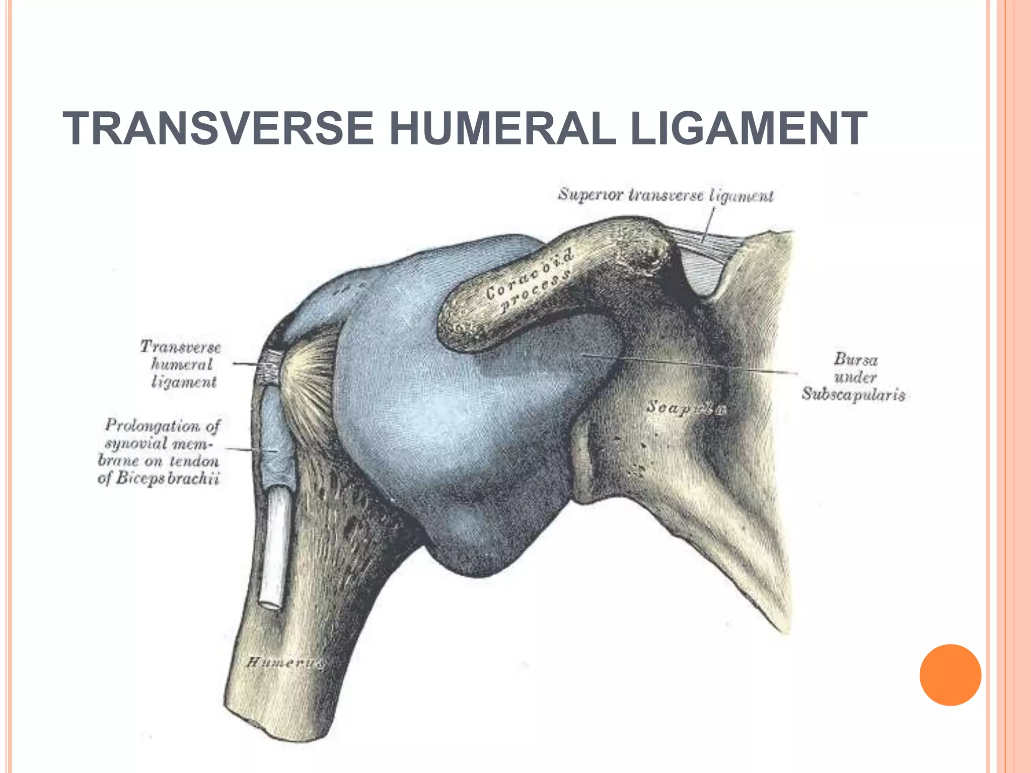 Shoulder anatomy and examination | PPTX