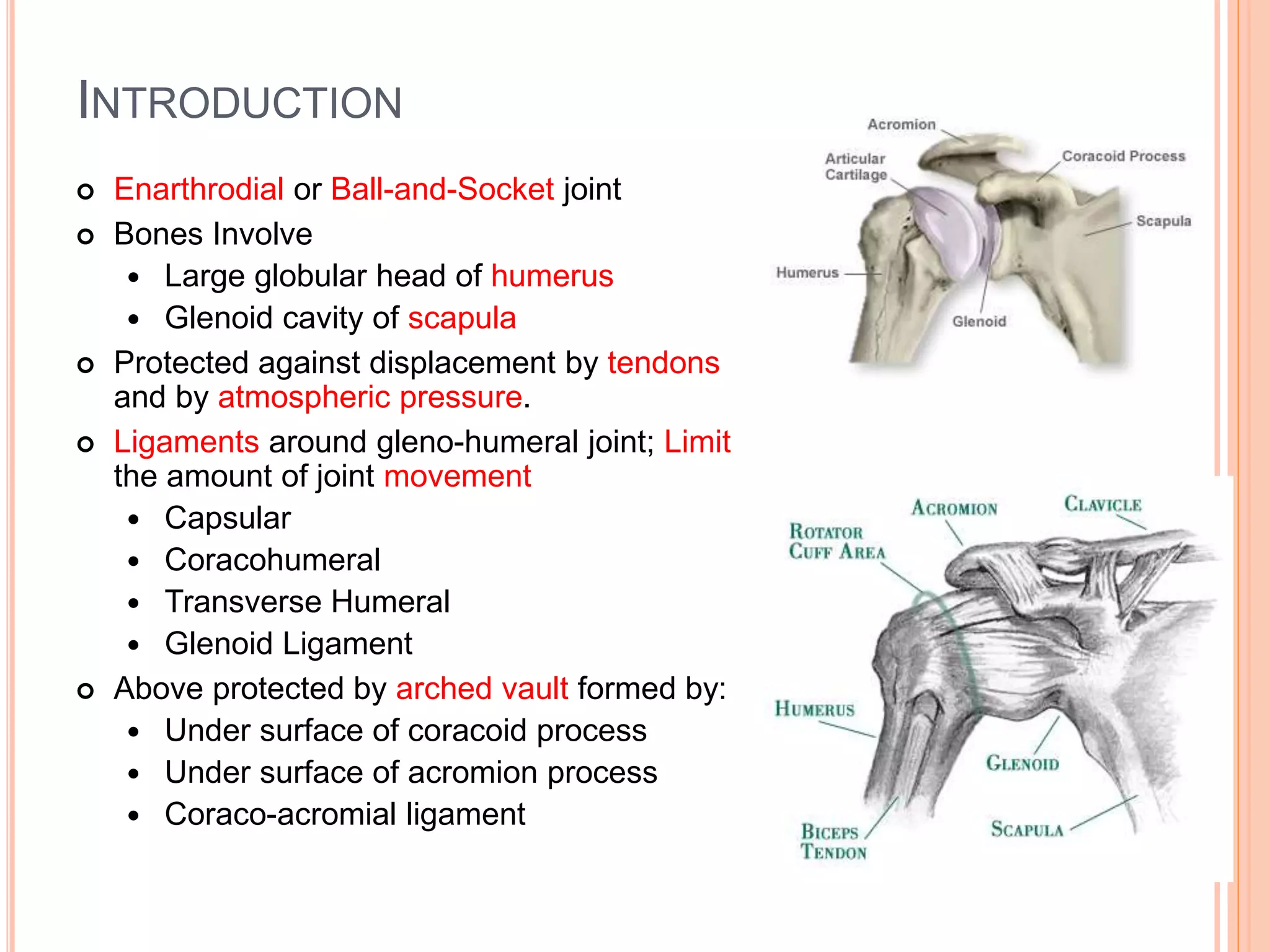 Shoulder anatomy and examination | PPTX