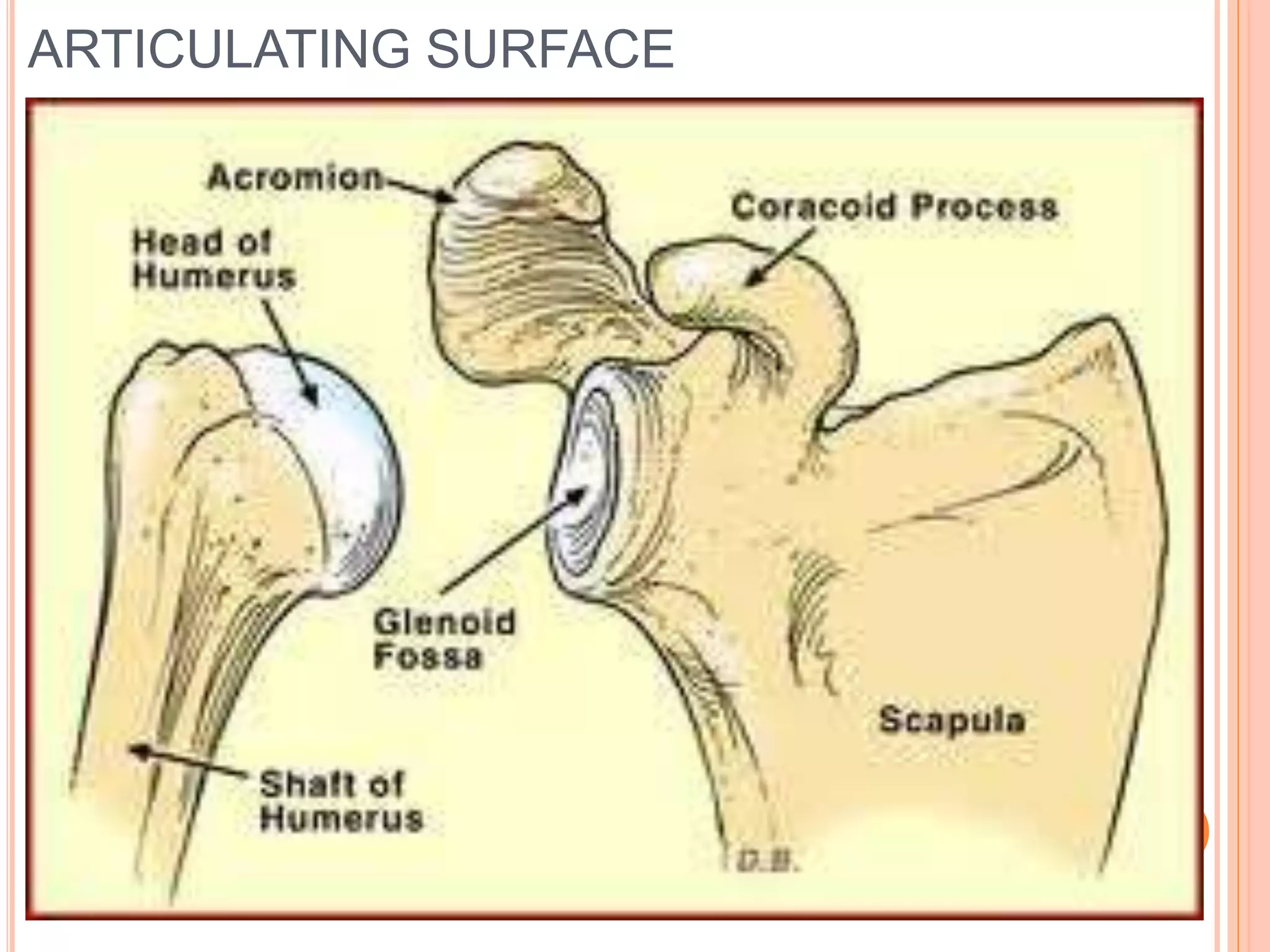 Shoulder anatomy and examination | PPTX