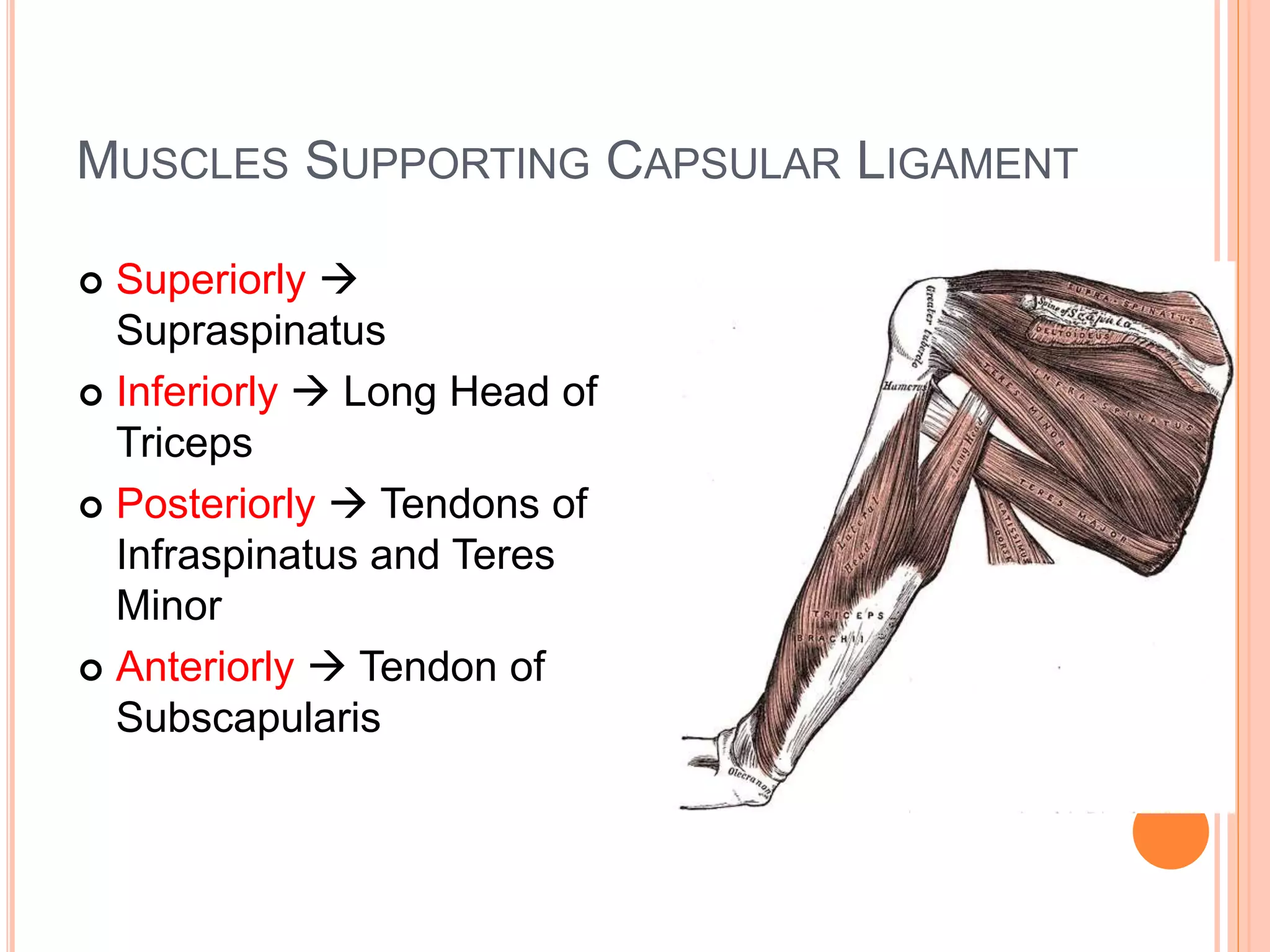 Shoulder anatomy and examination | PPTX