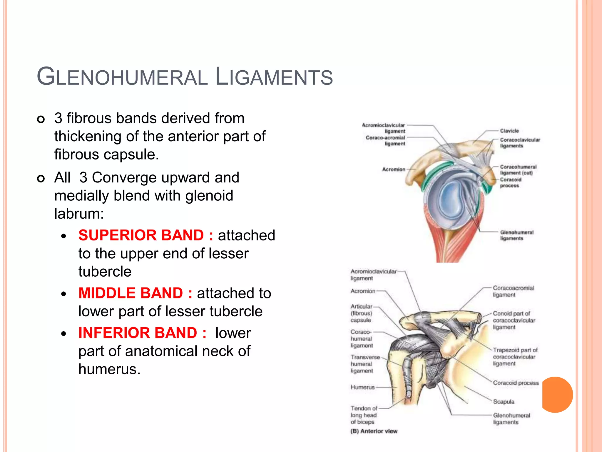 Shoulder anatomy and examination | PPTX