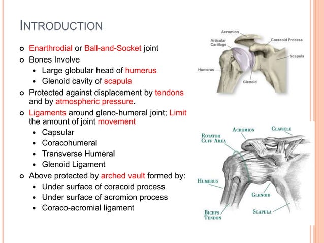 Shoulder anatomy and examination | PPTX