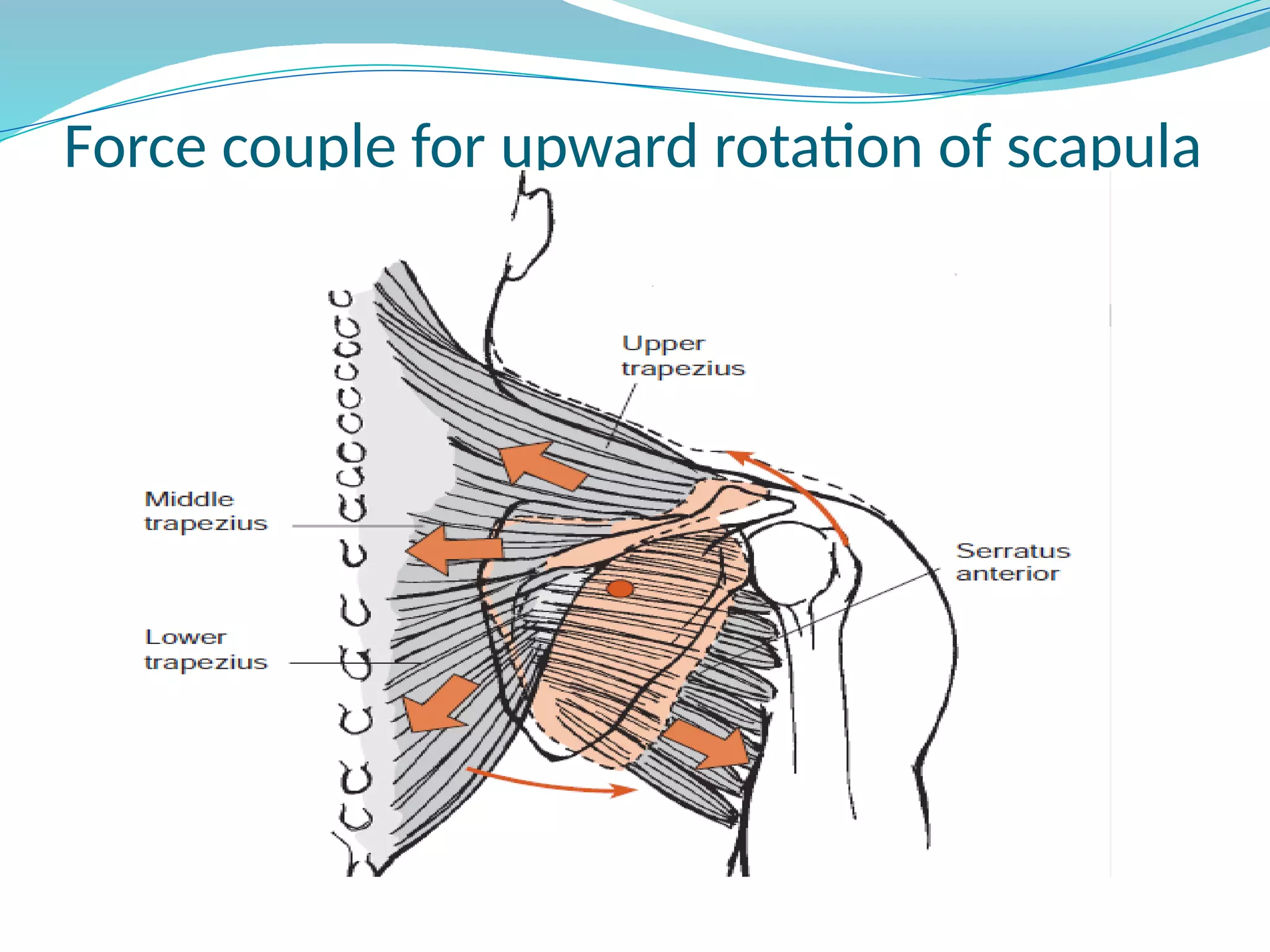 Shoulder anatomy__biomechanics__pathomechanics | PDF
