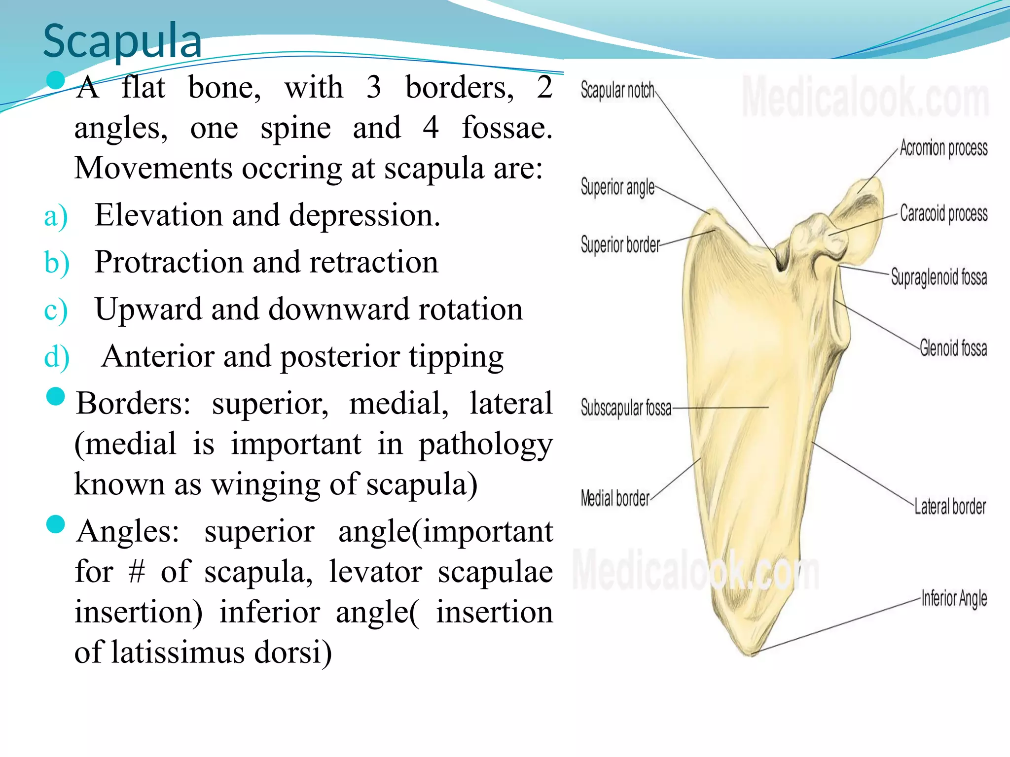 Shoulder anatomy__biomechanics__pathomechanics | PDF