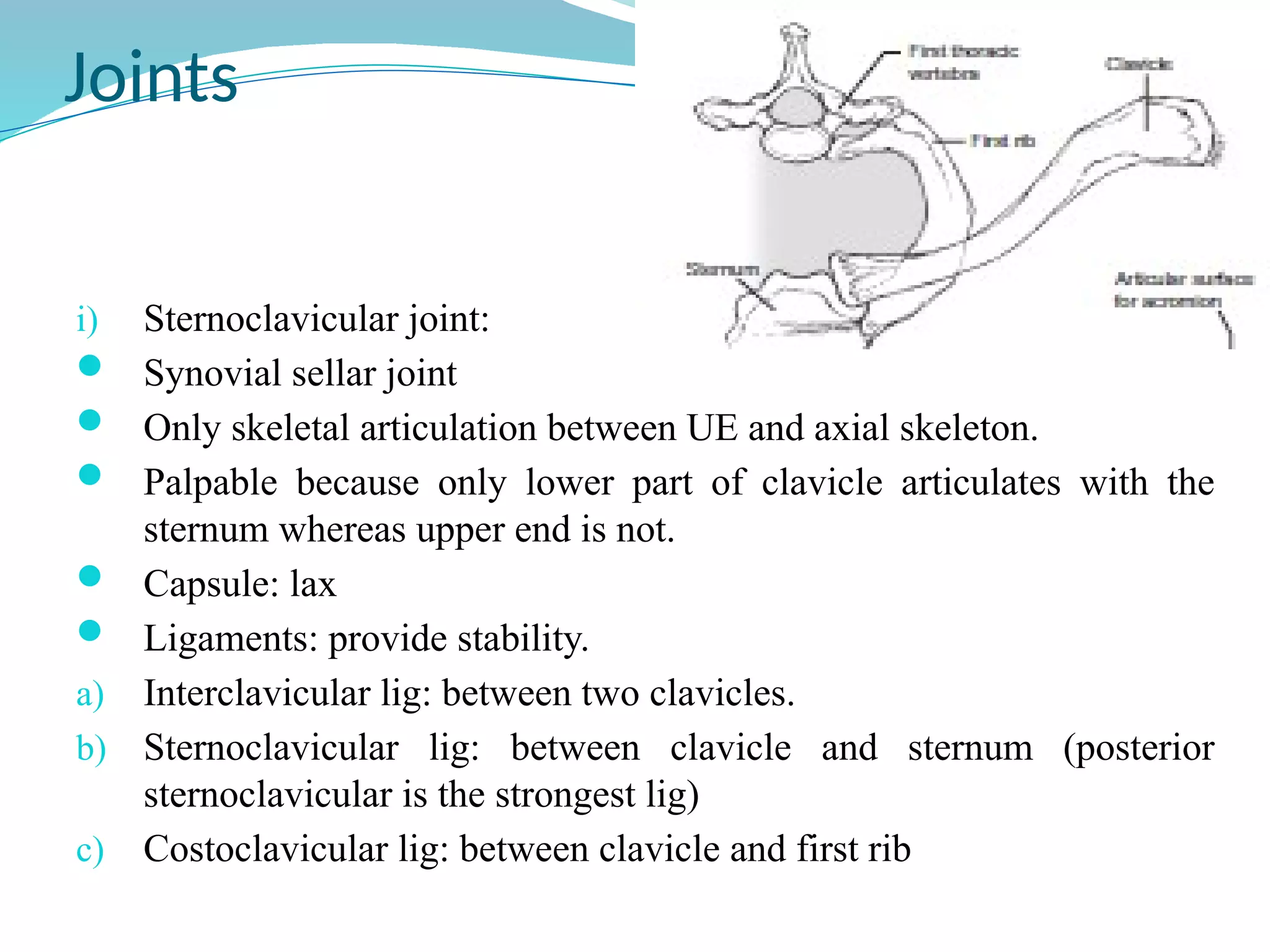 Shoulder anatomy__biomechanics__pathomechanics | PDF