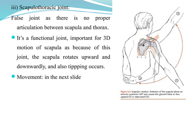 Shoulder anatomy__biomechanics__pathomechanics | PDF
