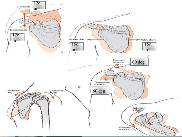 Shoulder anatomy__biomechanics__pathomechanics | PDF