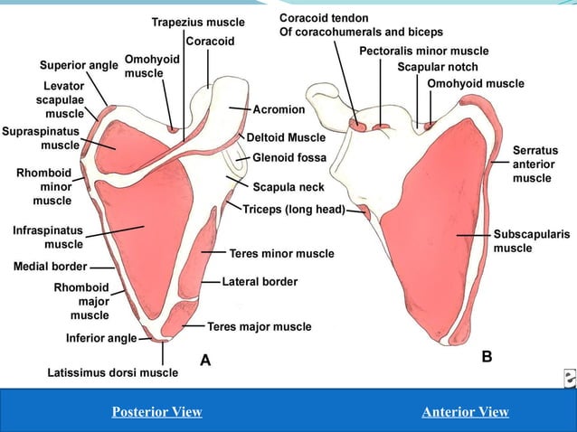 Shoulder anatomy__biomechanics__pathomechanics | PPT