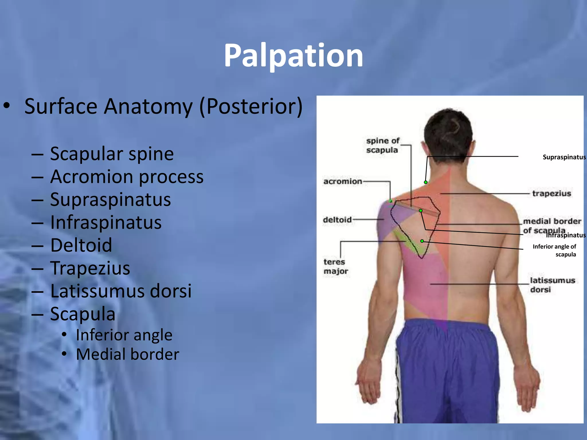 Shoulder anatomy & examination-2.pptx