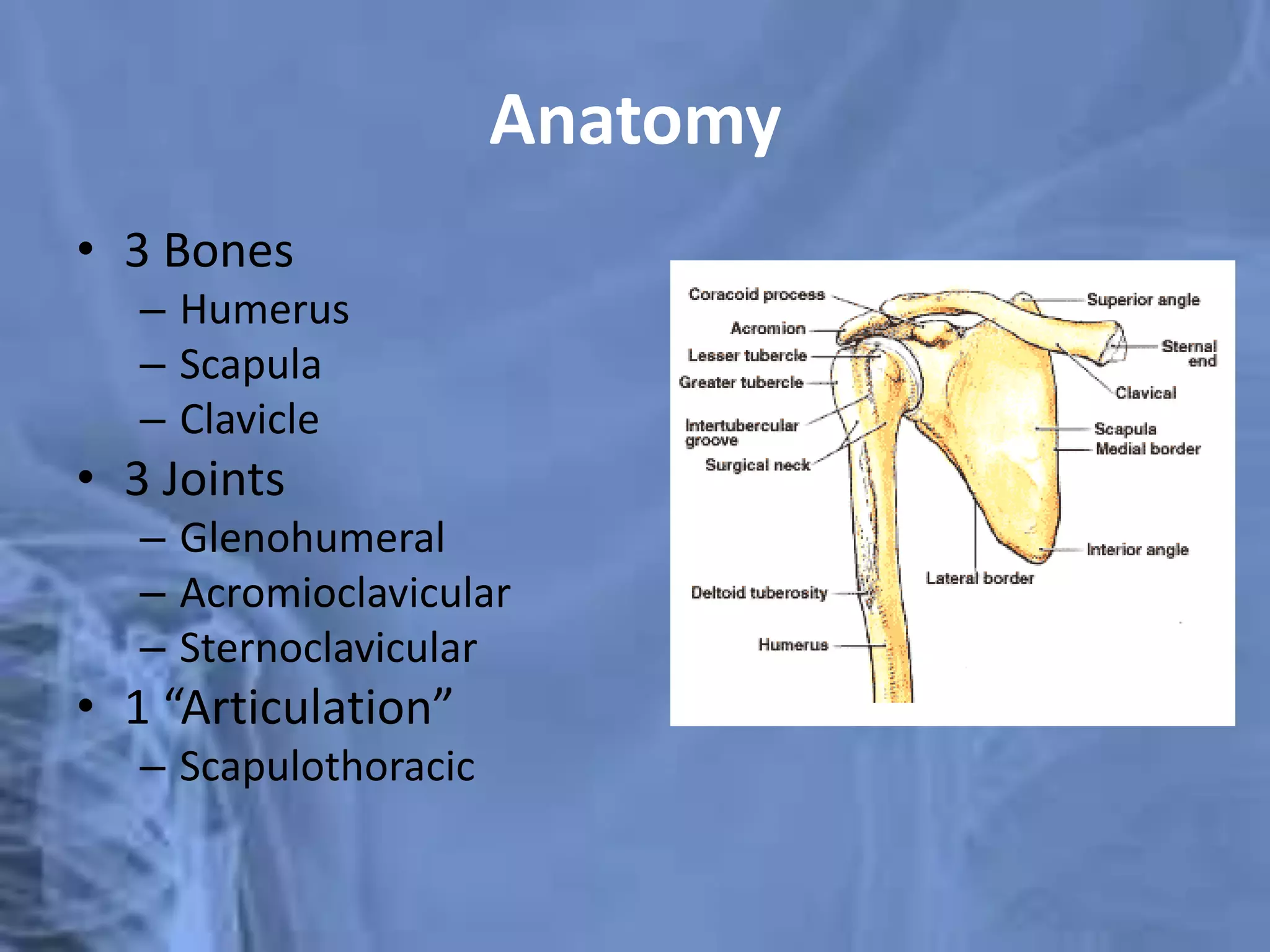 Shoulder anatomy & examination-2.pptx
