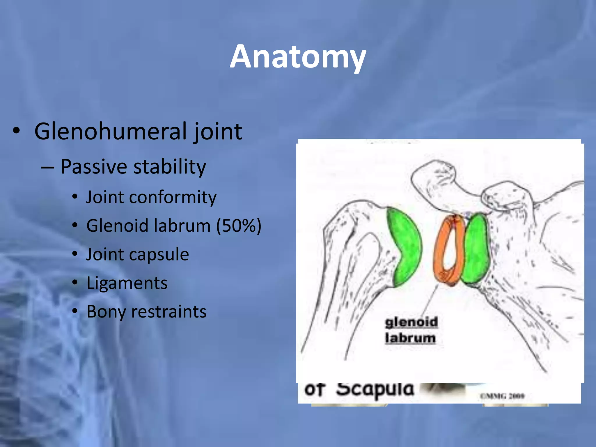 Shoulder anatomy & examination-2.pptx