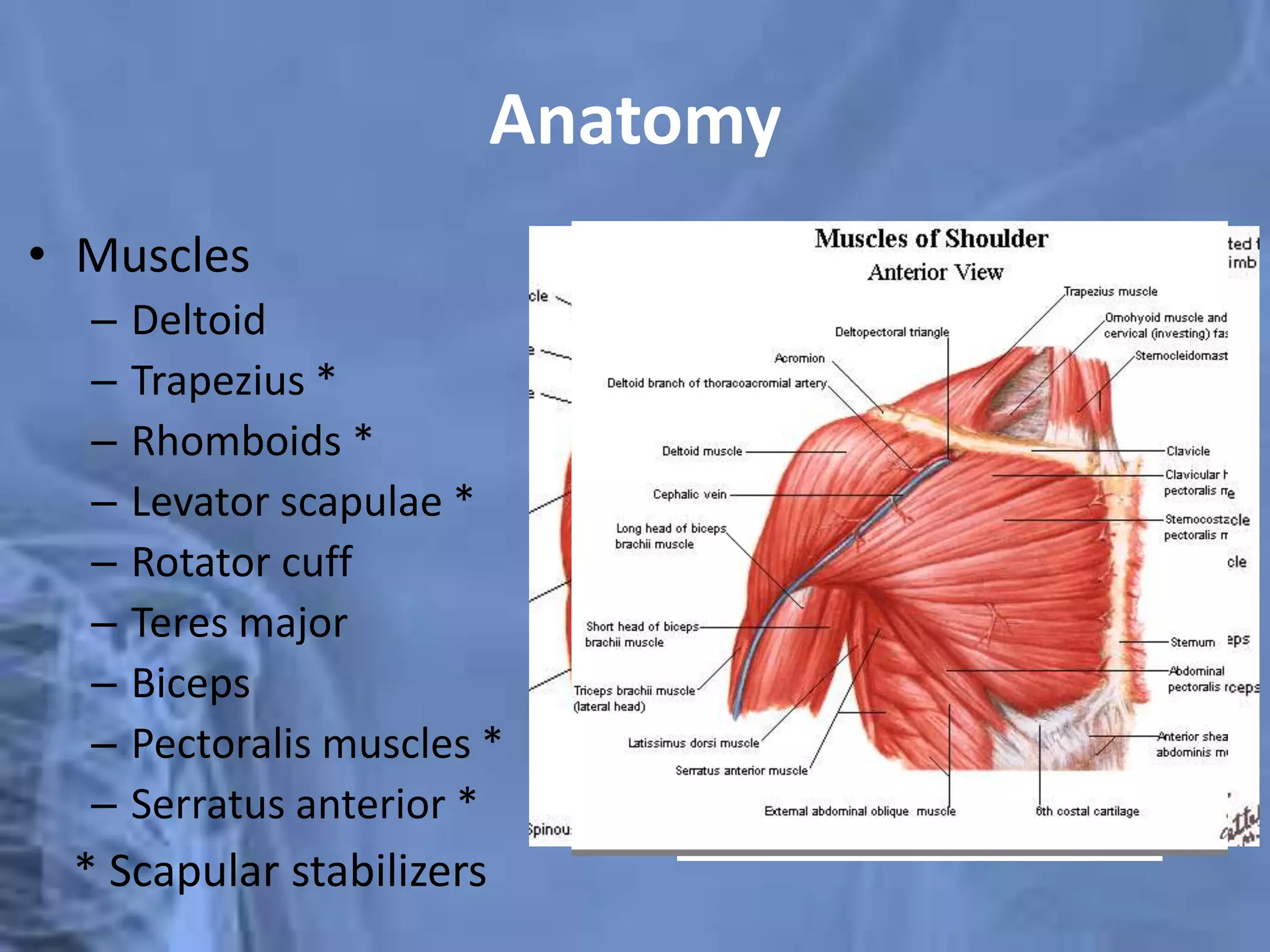 Shoulder anatomy & examination-2.pptx