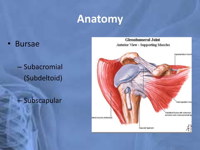 Shoulder anatomy & examination-2.pptx