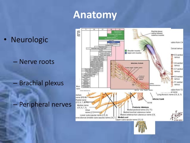 Shoulder anatomy & examination-2.pptx